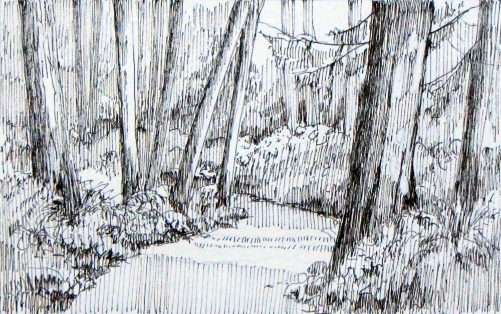 A Walk in the Woods – Love to Draw