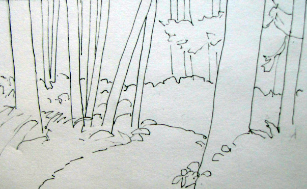 A Walk in the Woods – Love to Draw