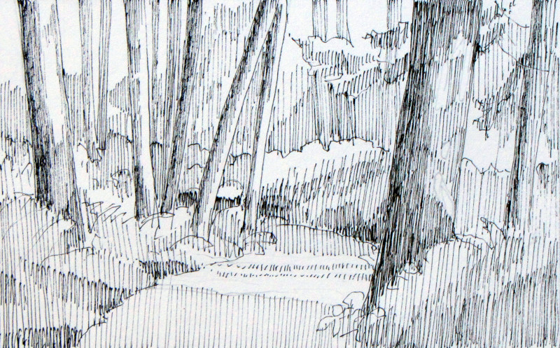 A Walk in the Woods – Love to Draw